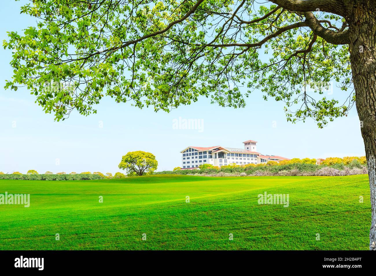 Green grass and tree in spring season Stock Photo - Alamy