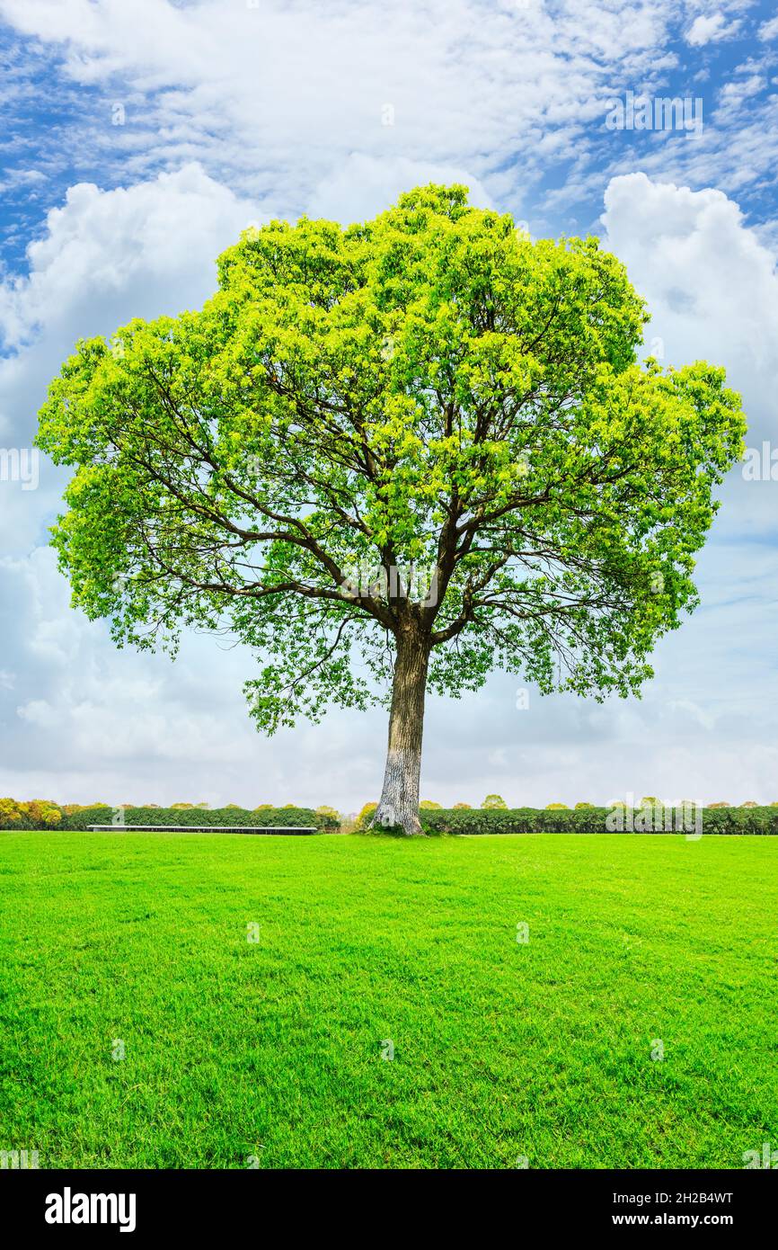 Green grass and tree in spring season Stock Photo - Alamy