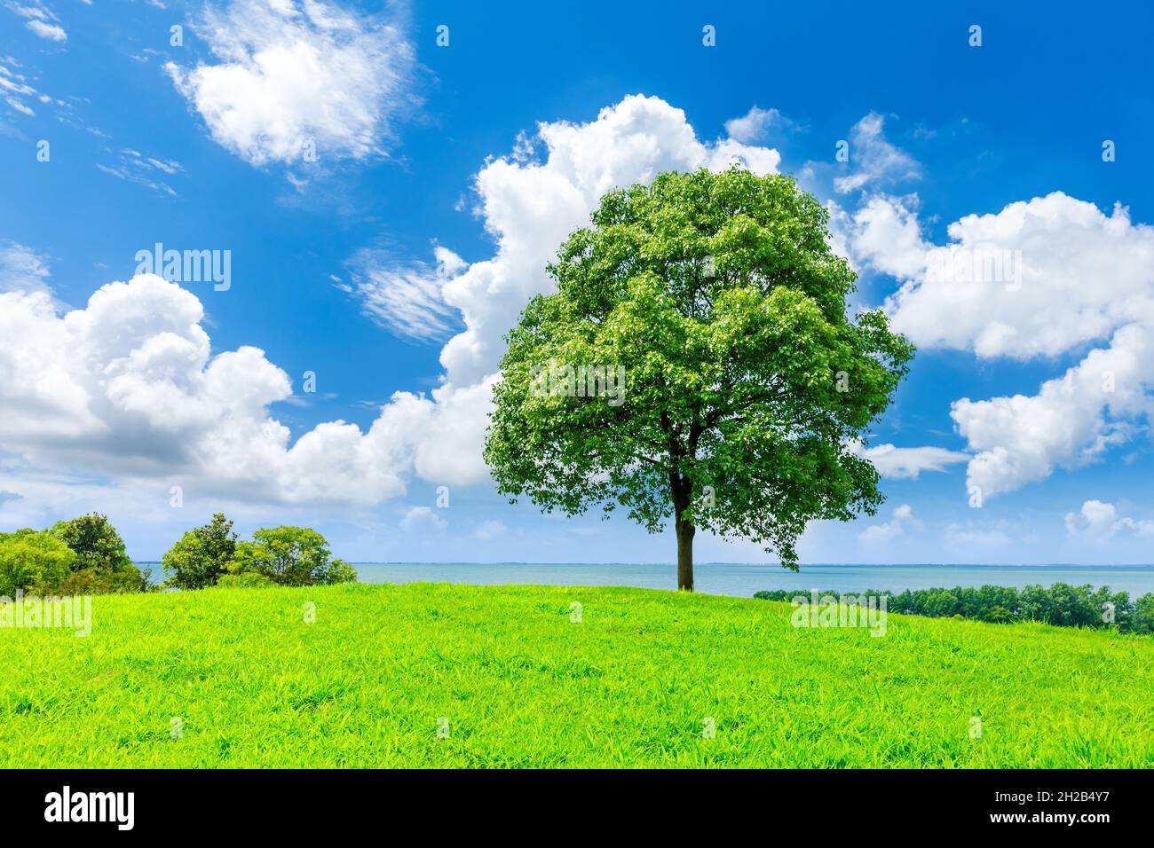 Green grass and tree with river in spring season Stock Photo - Alamy