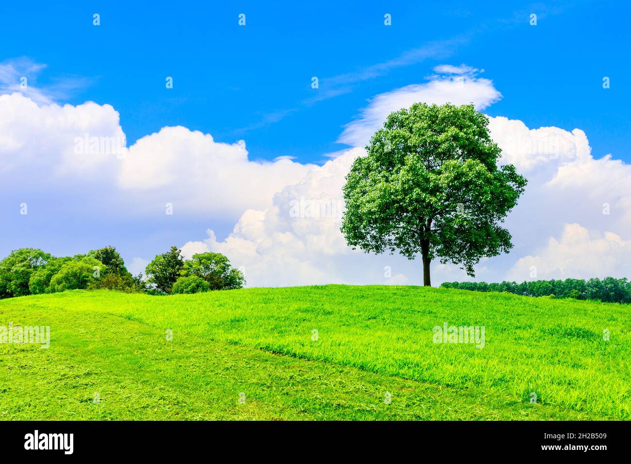 Green grass and tree in spring season Stock Photo - Alamy