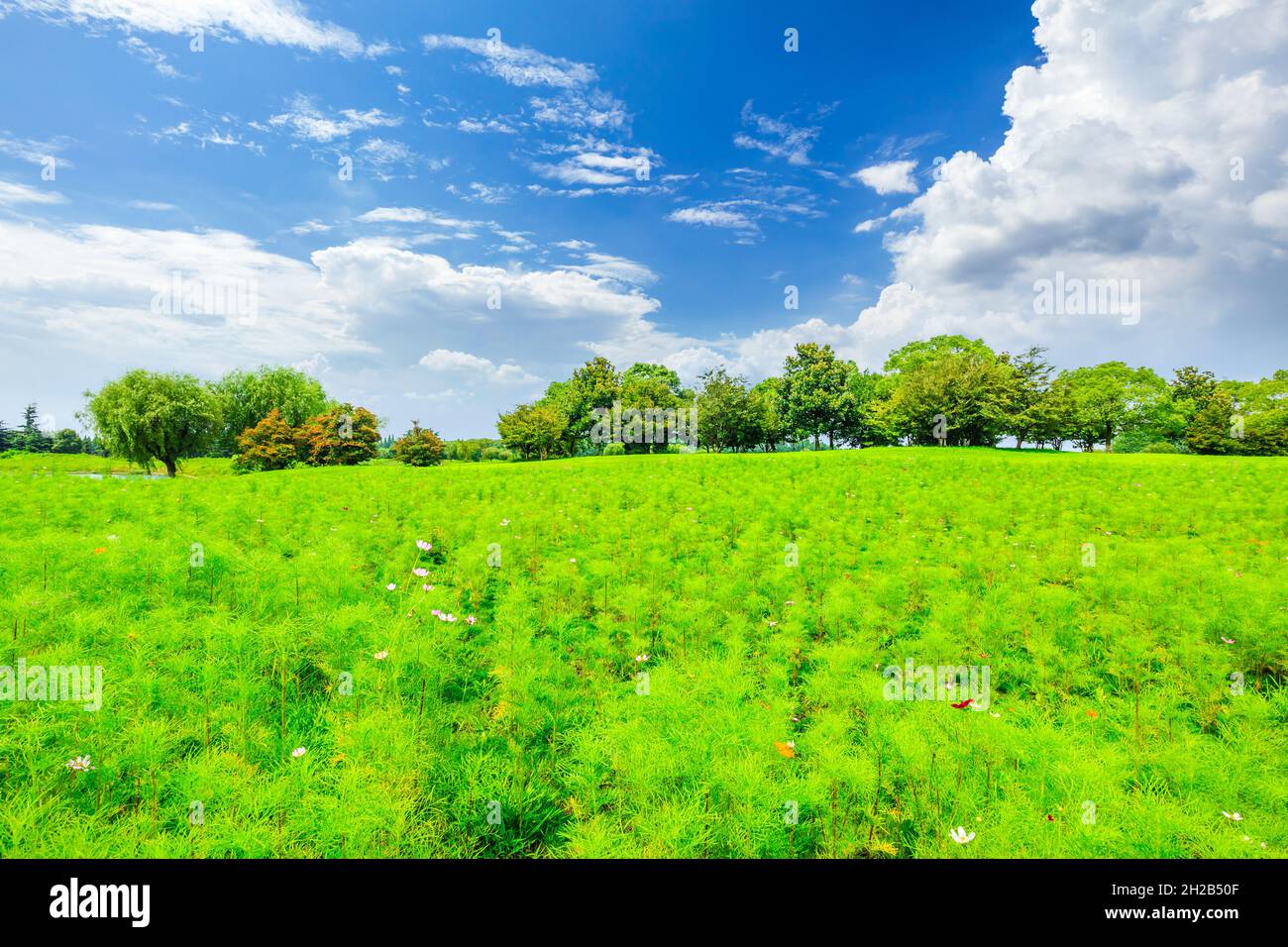 Green grass and forest in spring season Stock Photo - Alamy
