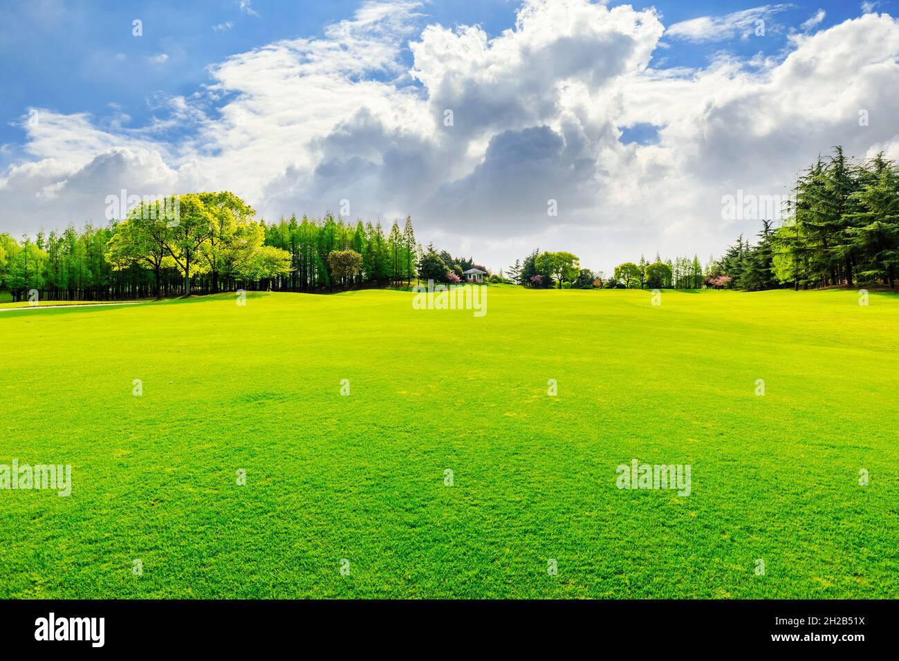 Green grass and forest in spring season Stock Photo - Alamy