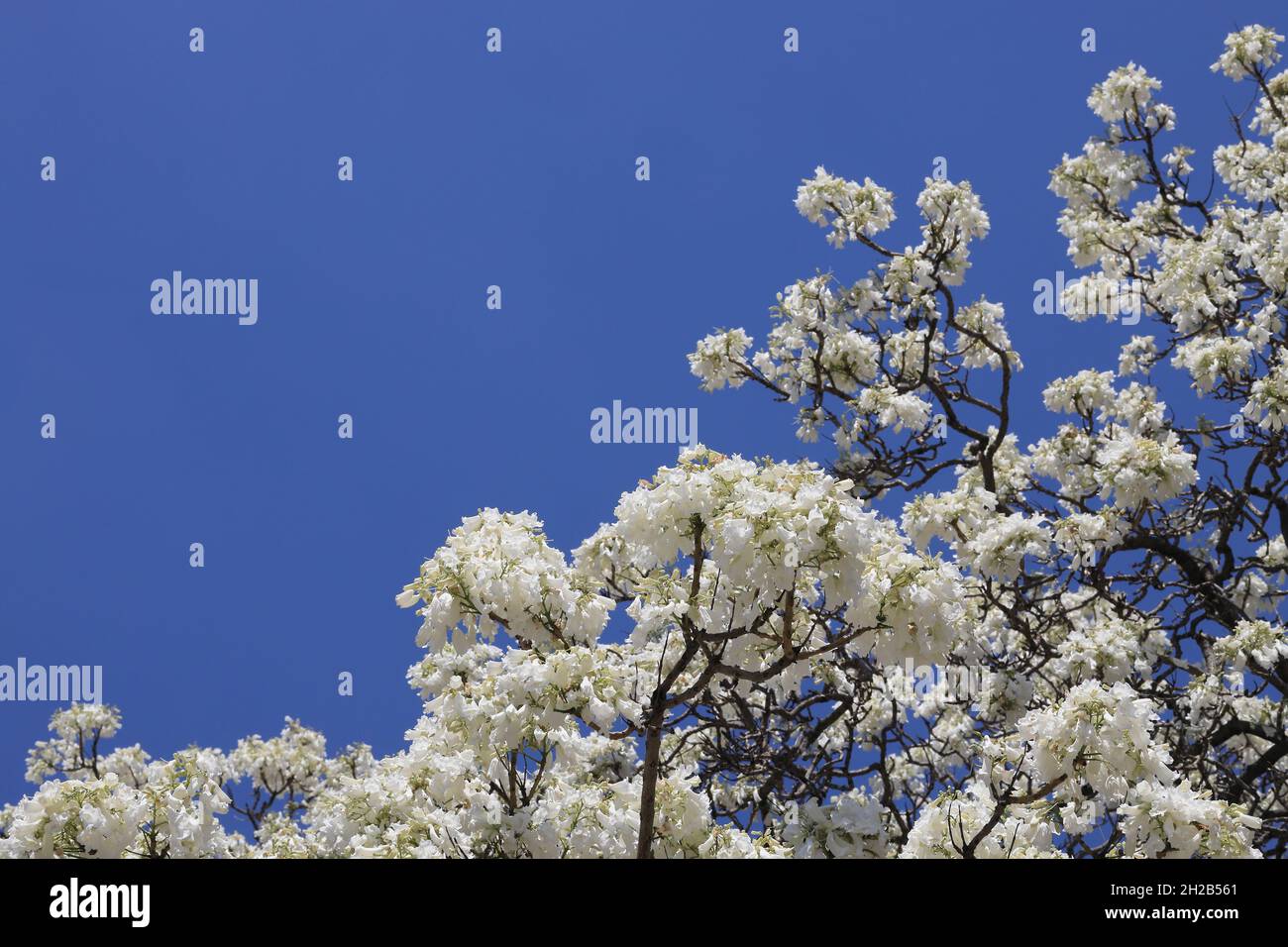 Jacaranda trees in bloom pretoria hi-res stock photography and images ...