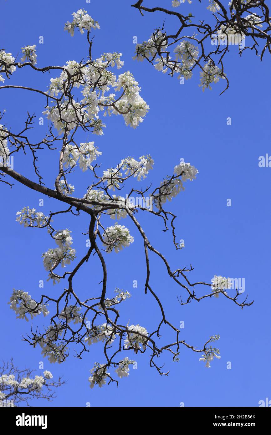 Jacaranda flower hi-res stock photography and images - Alamy