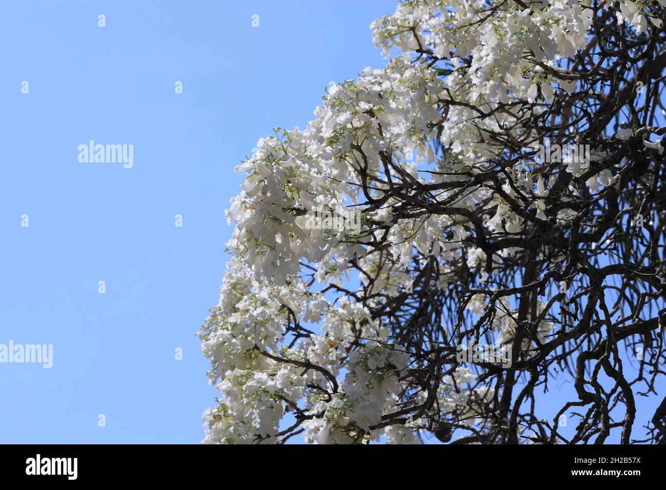 Closeup of rare white Jacaranda trees flowering in Spring time against ...