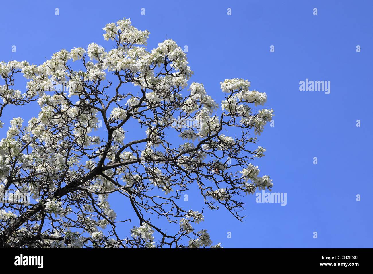 Closeup of rare white Jacaranda trees flowering in Spring time against ...
