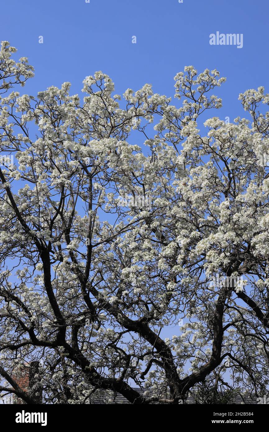 Closeup of rare white Jacaranda trees flowering in Spring time against ...