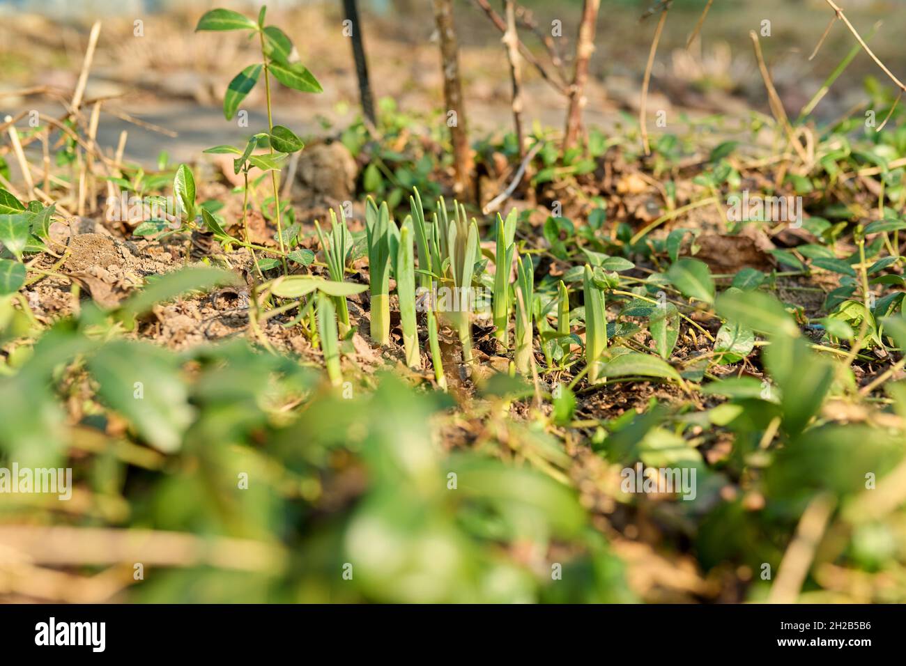 Early spring, sprouting flowers in a sunny flower bed in a backyard ...
