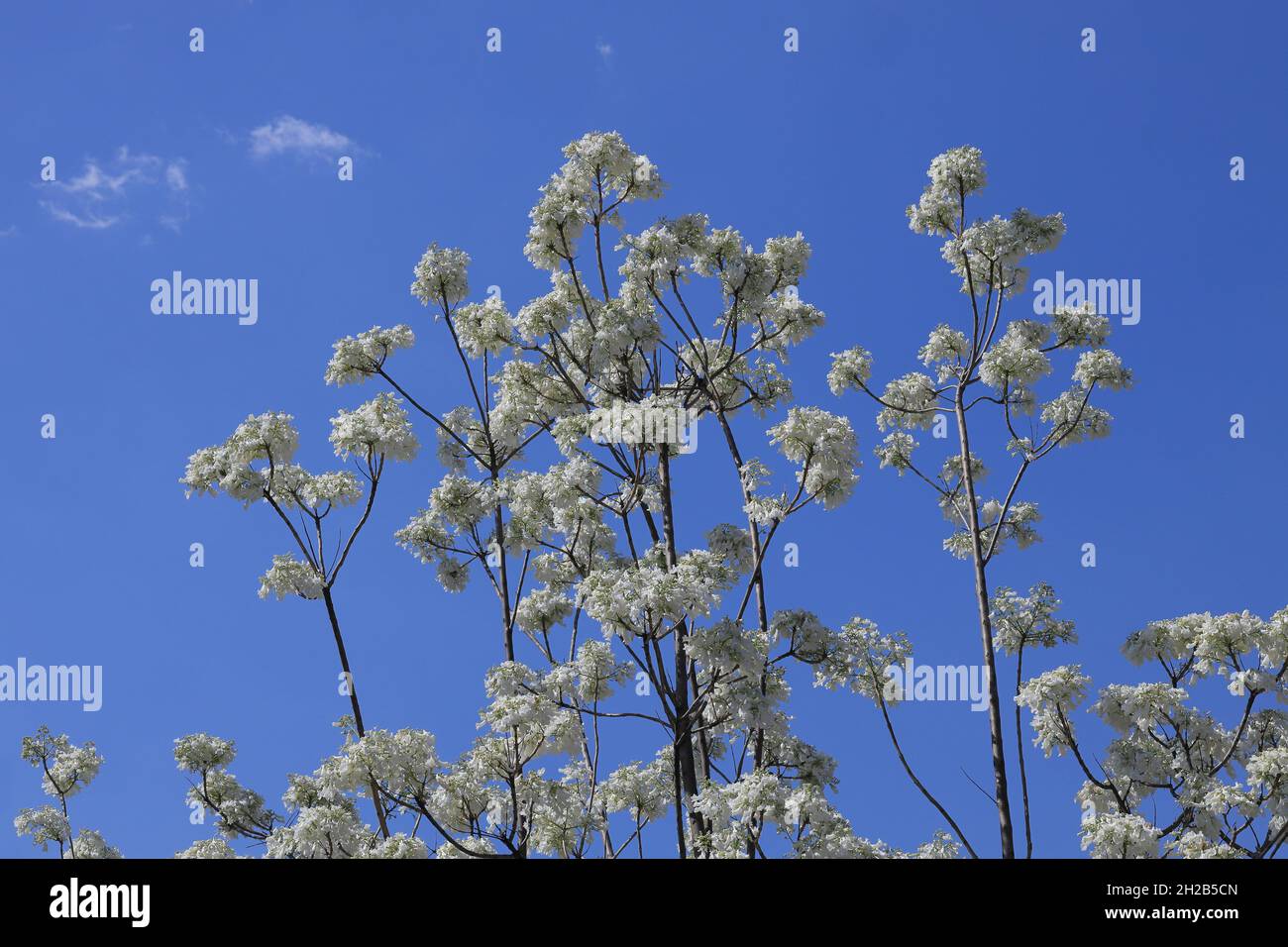 Jacaranda trees in bloom pretoria hi-res stock photography and images ...