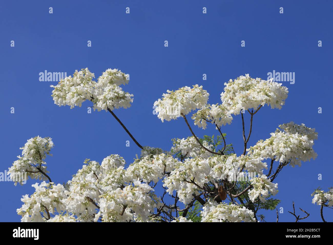 Jacaranda trees in bloom pretoria hi-res stock photography and images ...
