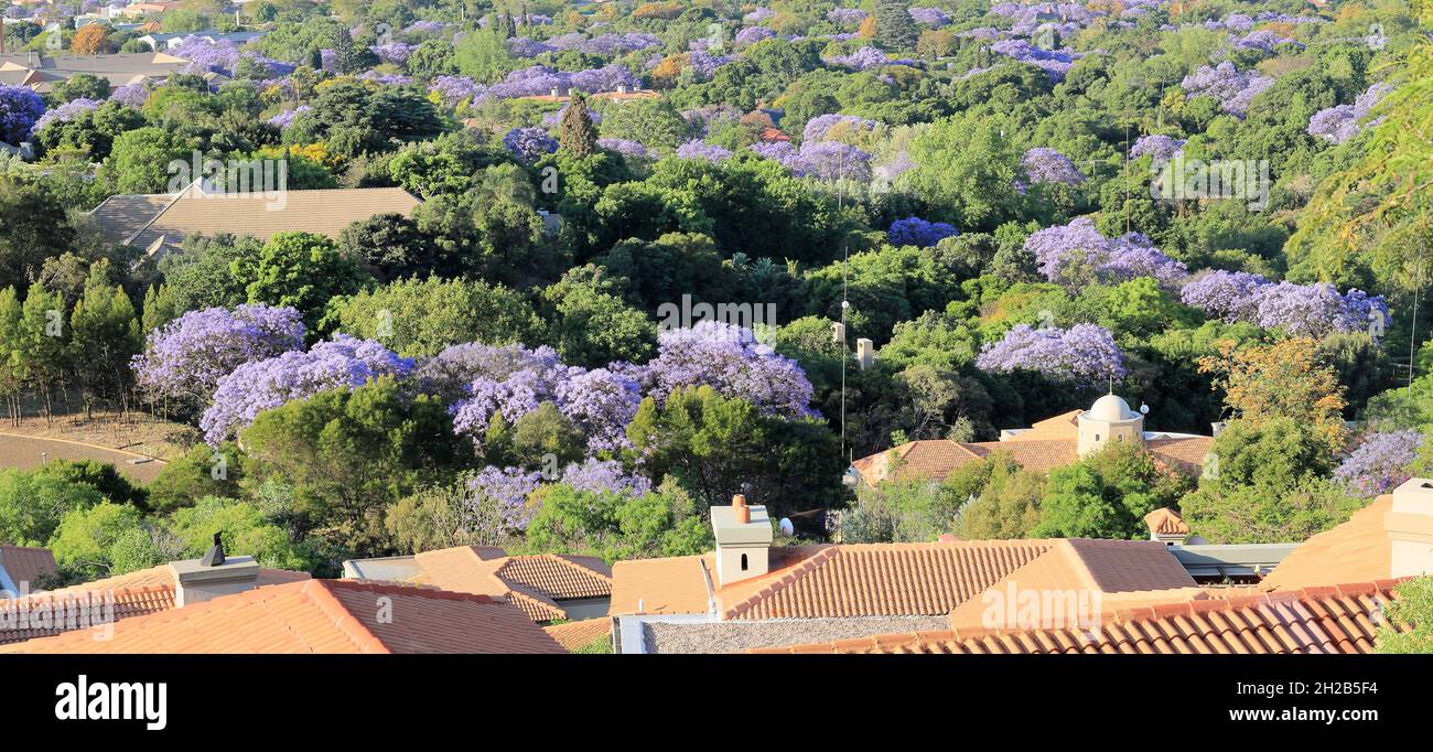 Jacaranda trees in bloom pretoria hi-res stock photography and images ...