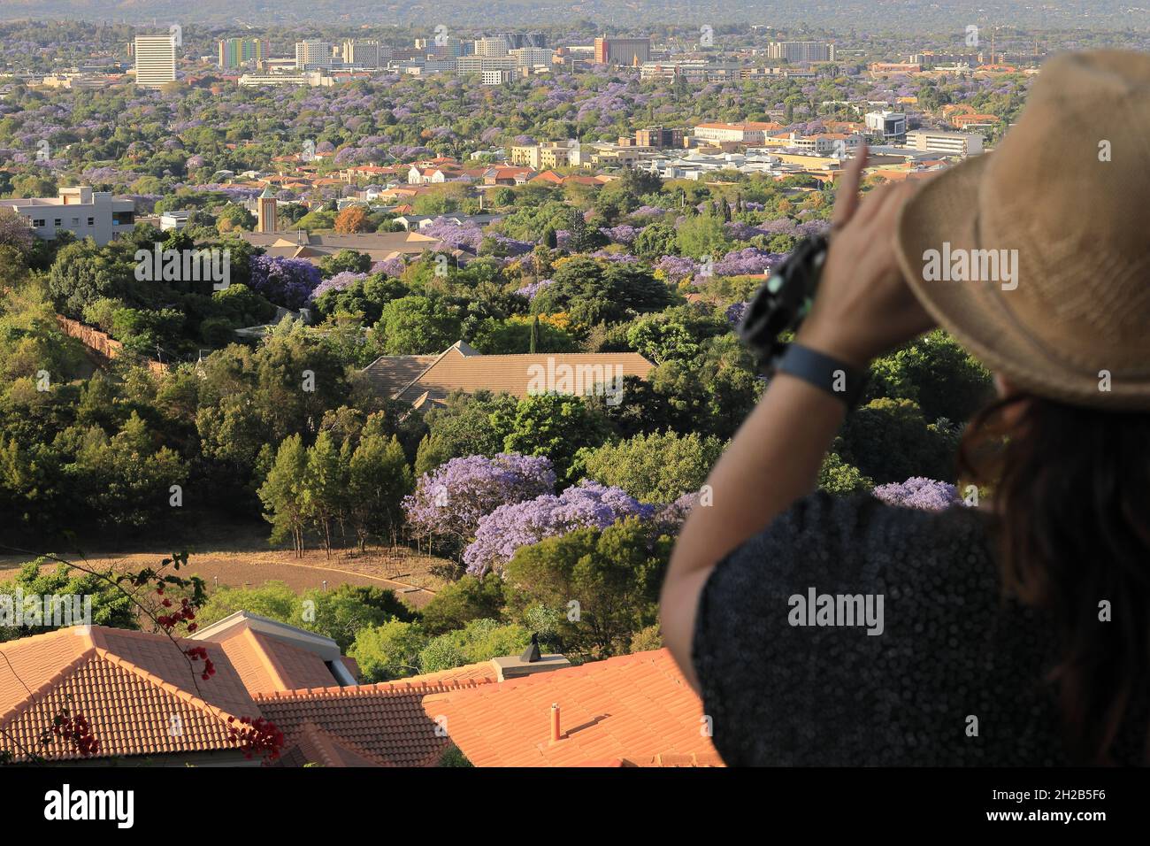 Jacaranda trees in bloom pretoria hi-res stock photography and images ...