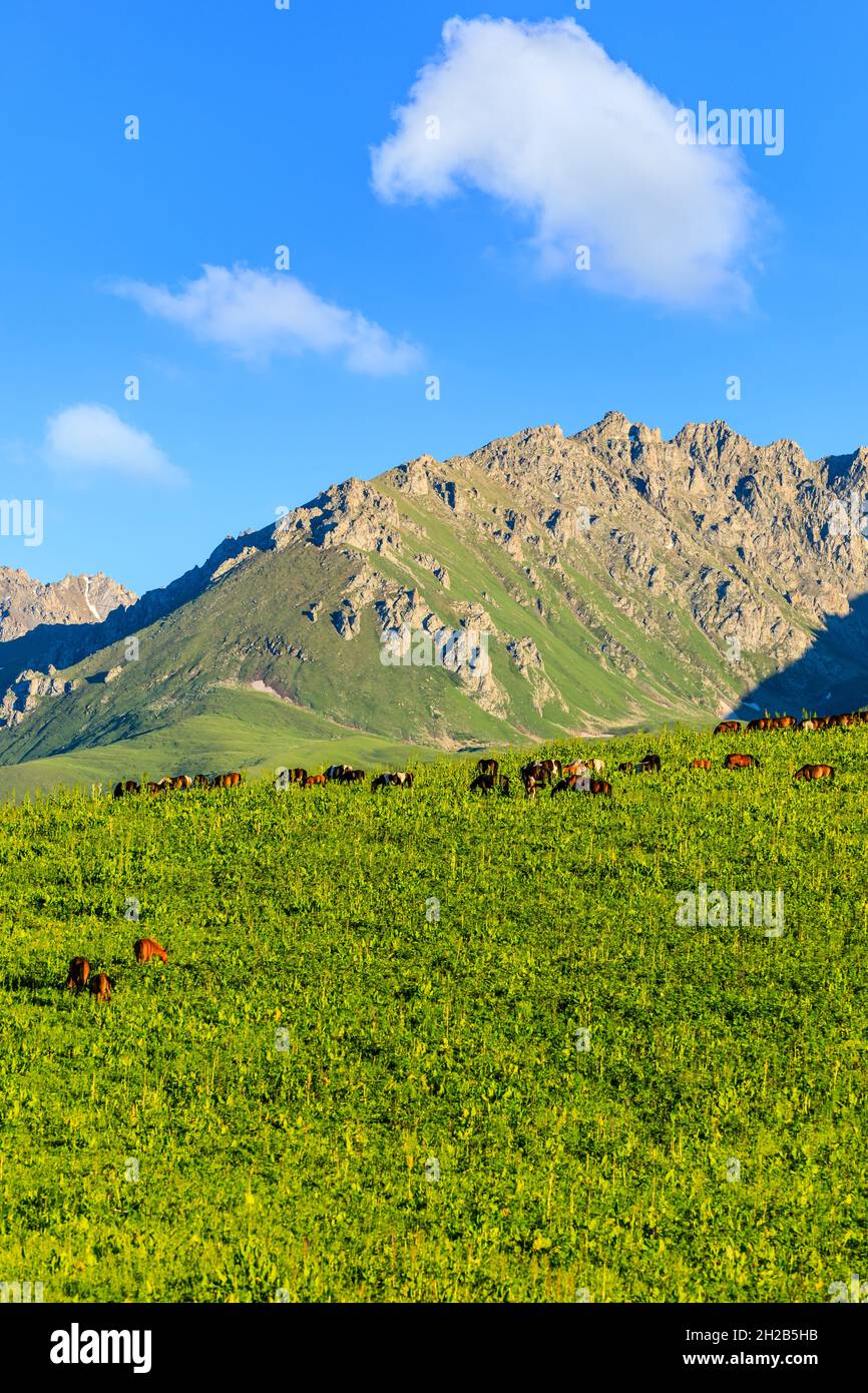 Nalati grassland with beautiful mountain natural landscape in Xinjiang ...
