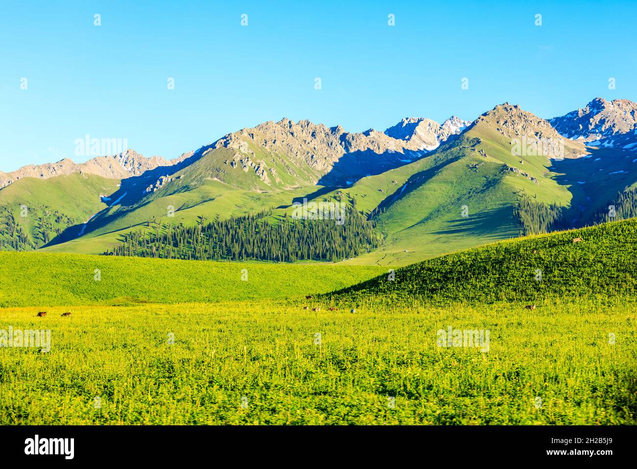 Beautiful Grasslands