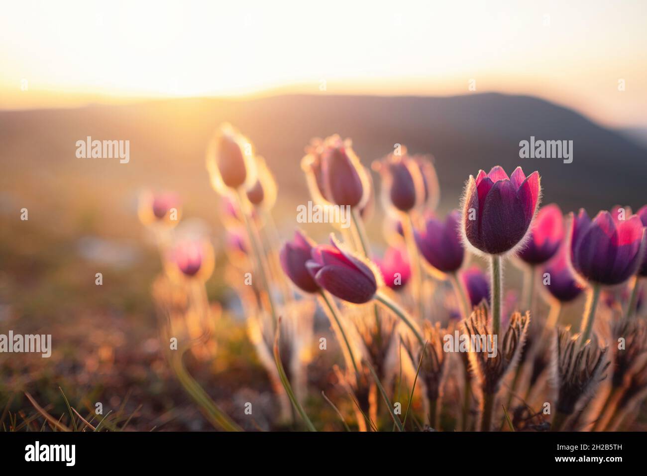 Purple wild crocus flavus flower or pulsatilla or pasque flower growing ...