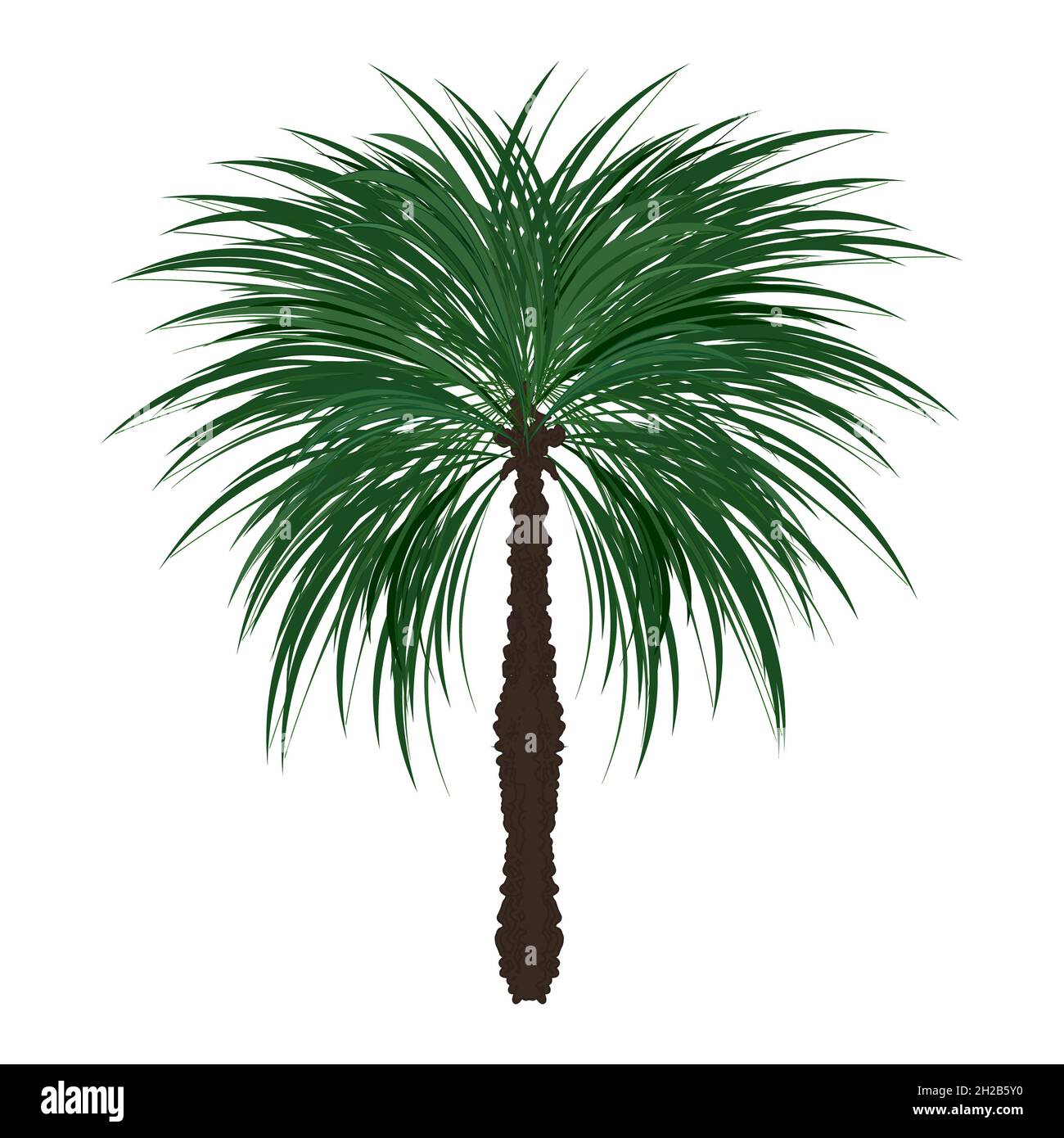 One painted realistic palm tree. Isolated hand drawn Stock Photo - Alamy