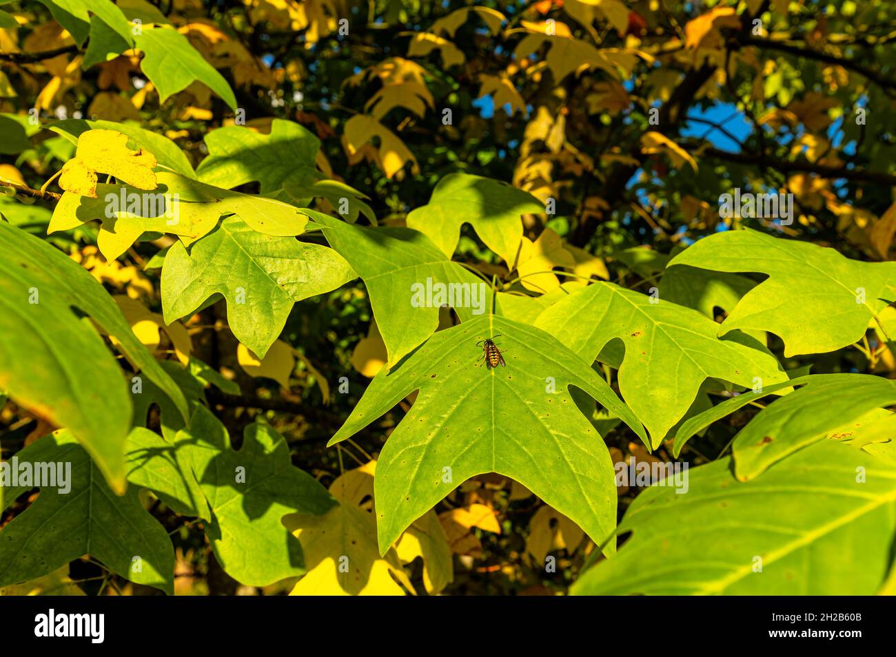 Large leafed deciduous tree bathed in sunlight at Lynford Arboretum ...