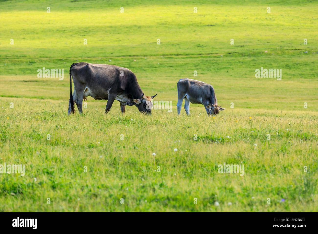 Cows eating grass on the Nalati grassland in Xinjiang,China Stock Photo ...