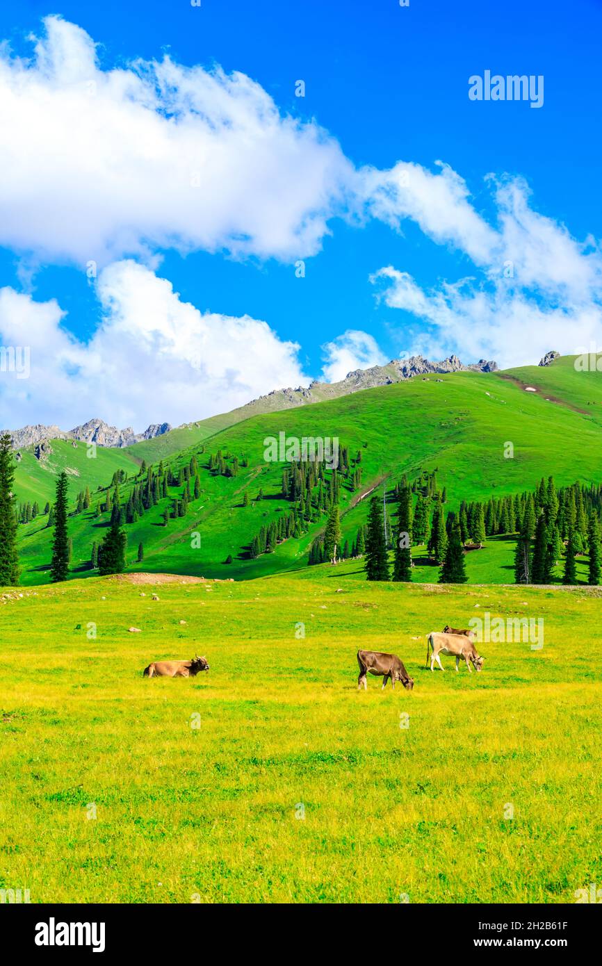 Pine tree cows hi-res stock photography and images - Alamy