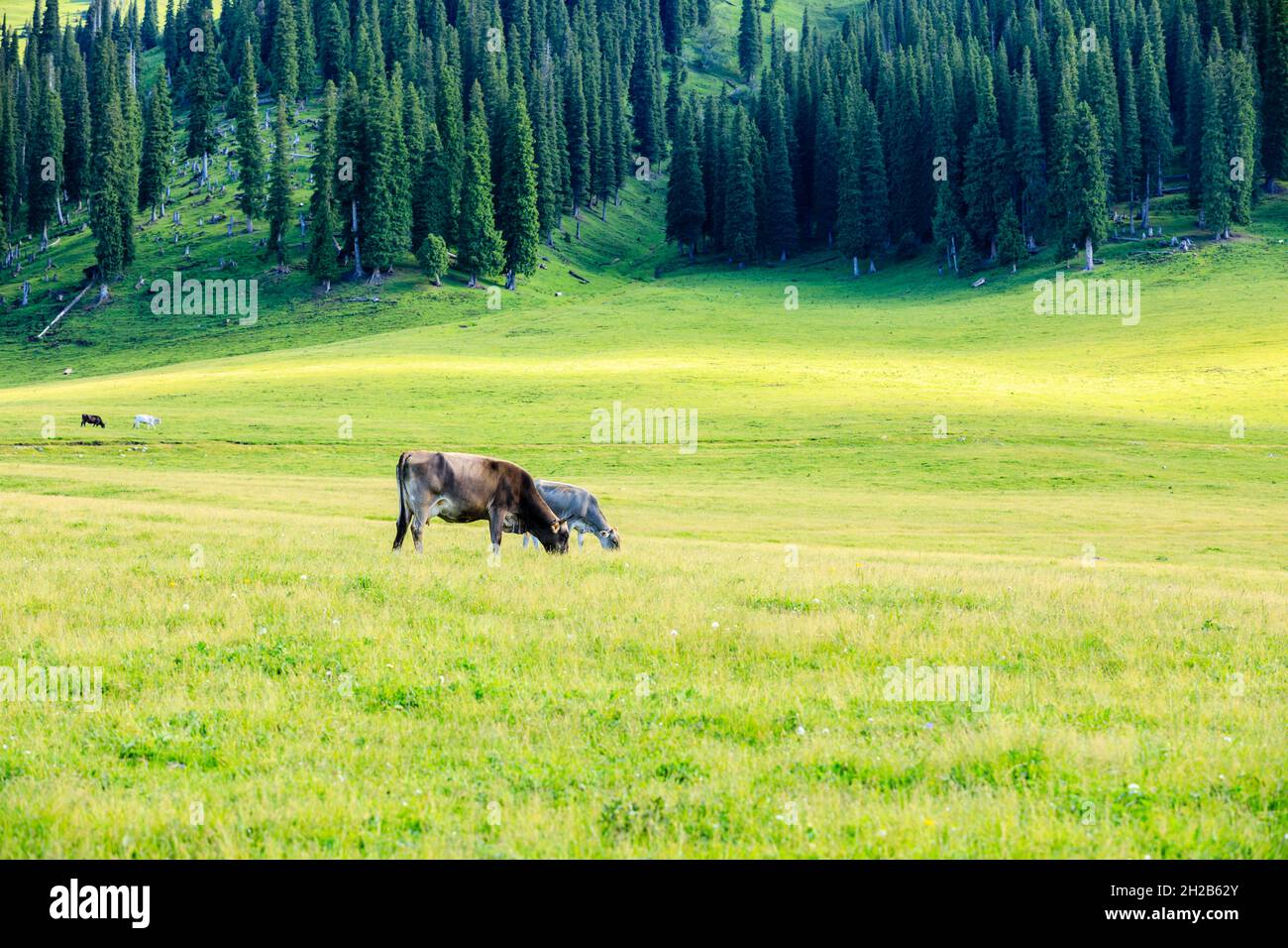 Grassland cows hi-res stock photography and images - Alamy