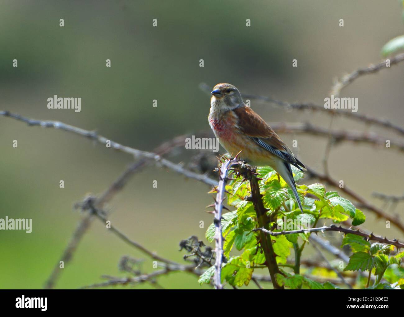 Redpoll bird perched on brambles out of focus background Stock Photo ...