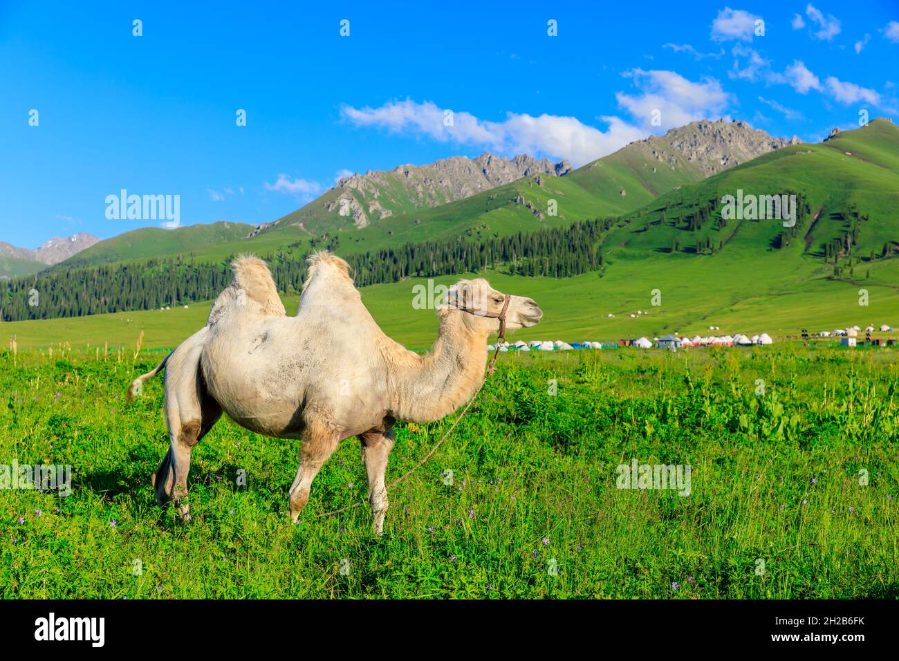Camel in the Nalati grassland and beautiful natural landscape in ...
