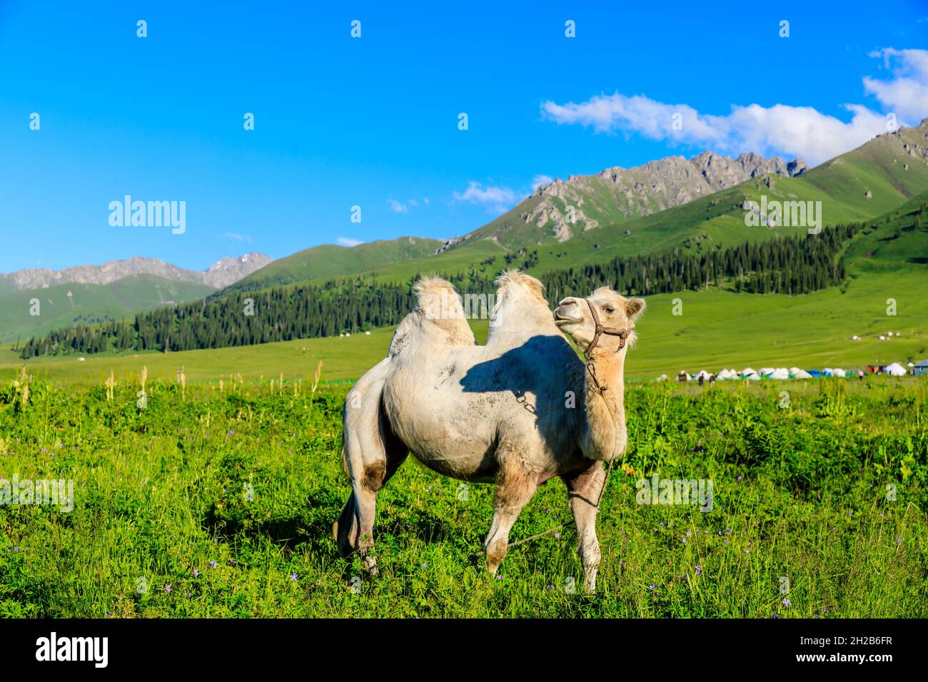 Camel in the Nalati grassland and beautiful natural landscape in ...