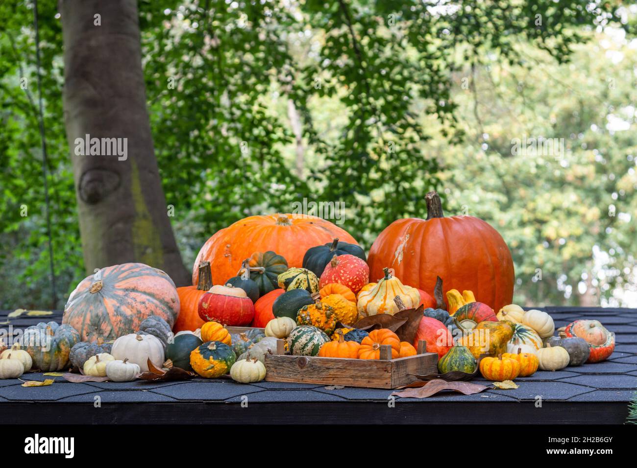 Pumpkins under a tree hi-res stock photography and images - Alamy