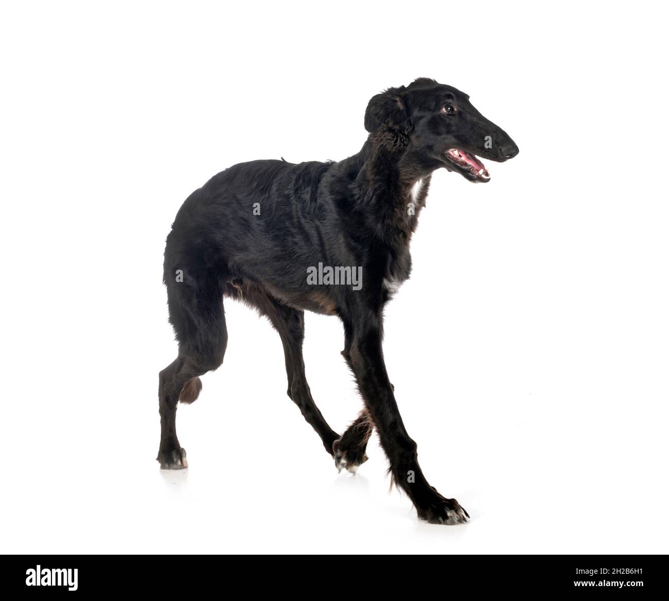 young borzoi in front of white background Stock Photo - Alamy