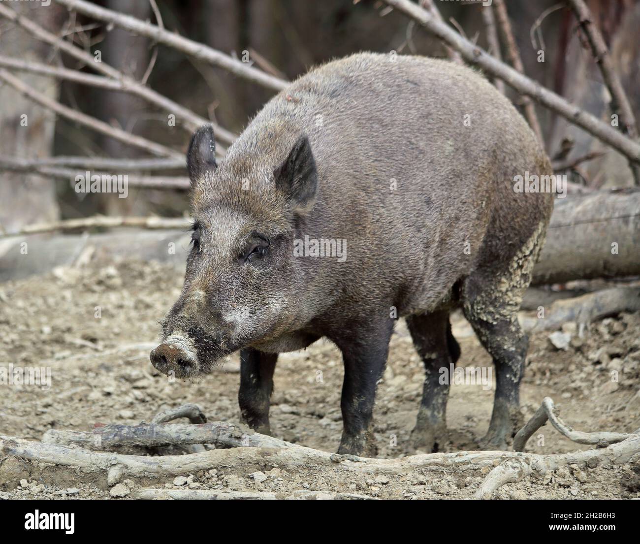 Wild boar, sus scrofa , In the evening, wild boars come out of the ...