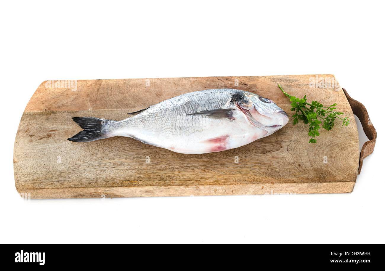 Gilt-head bream in front of white background Stock Photo - Alamy
