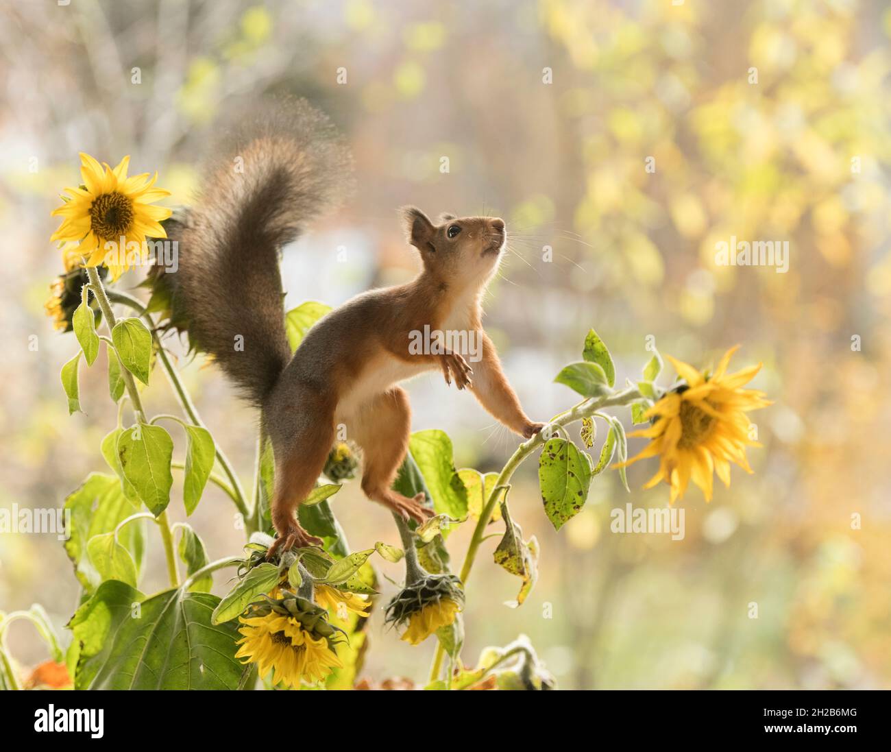 Red squirrel is standing on a sunflower hi-res stock photography and ...