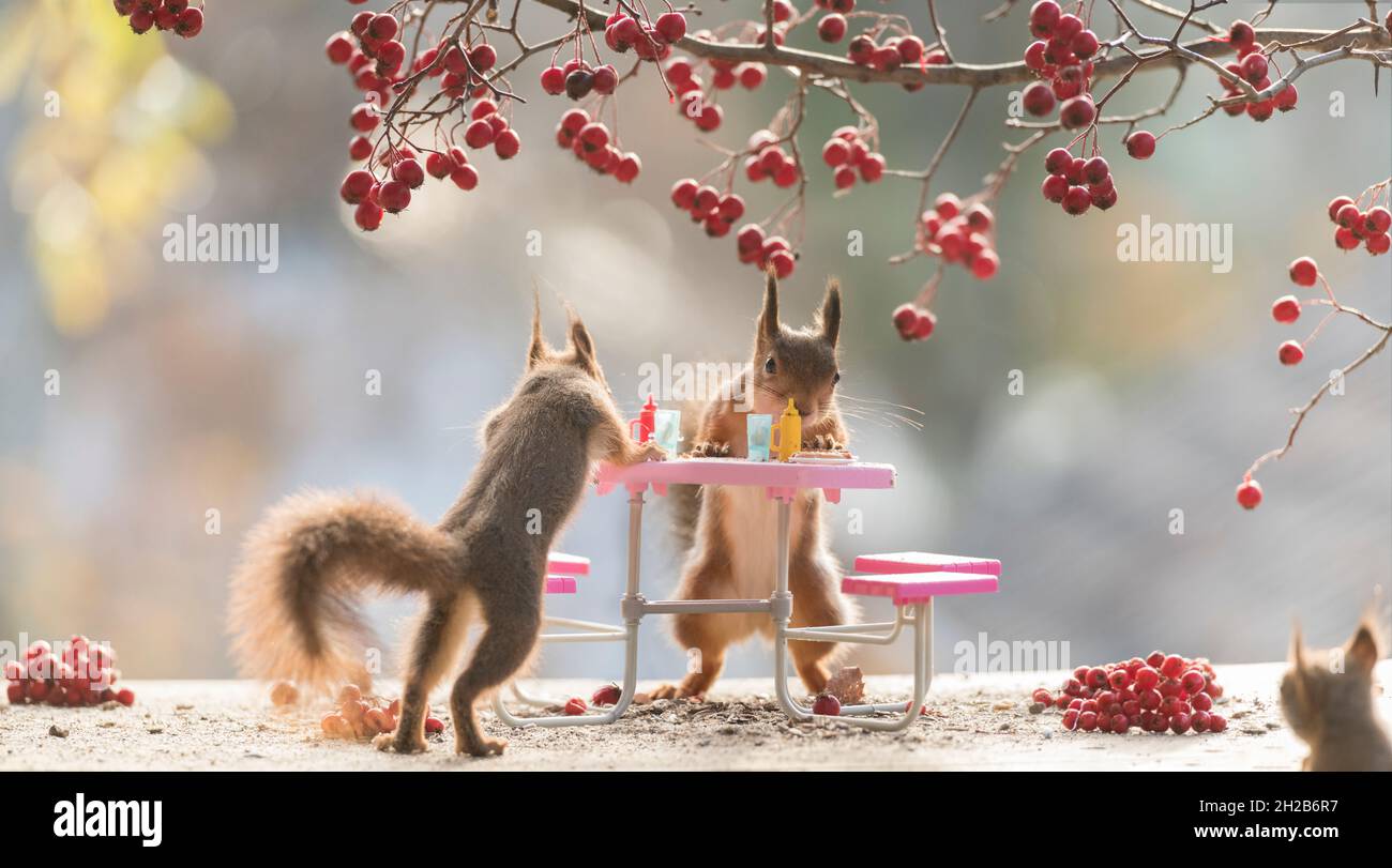Squirrel meat hi-res stock photography and images - Alamy