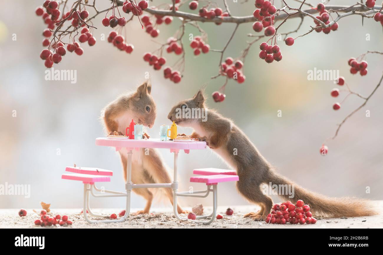 Squirrel meat hi-res stock photography and images - Alamy