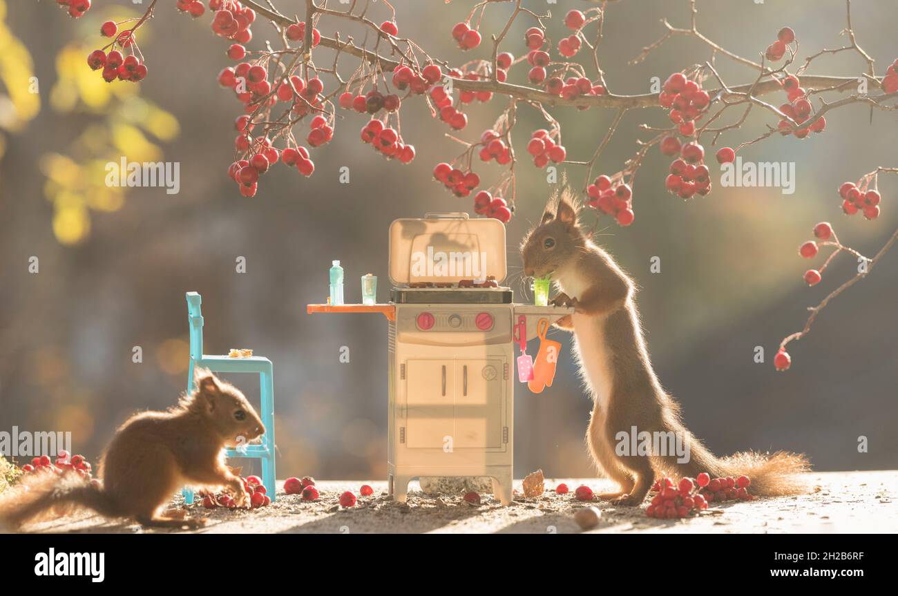 Squirrel meat hi-res stock photography and images - Alamy