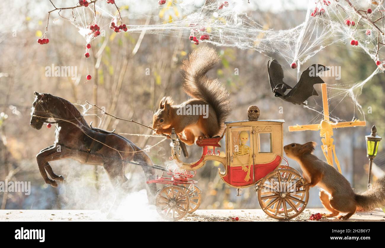 Red squirrel standing on a horse with chariot hi-res stock photography ...