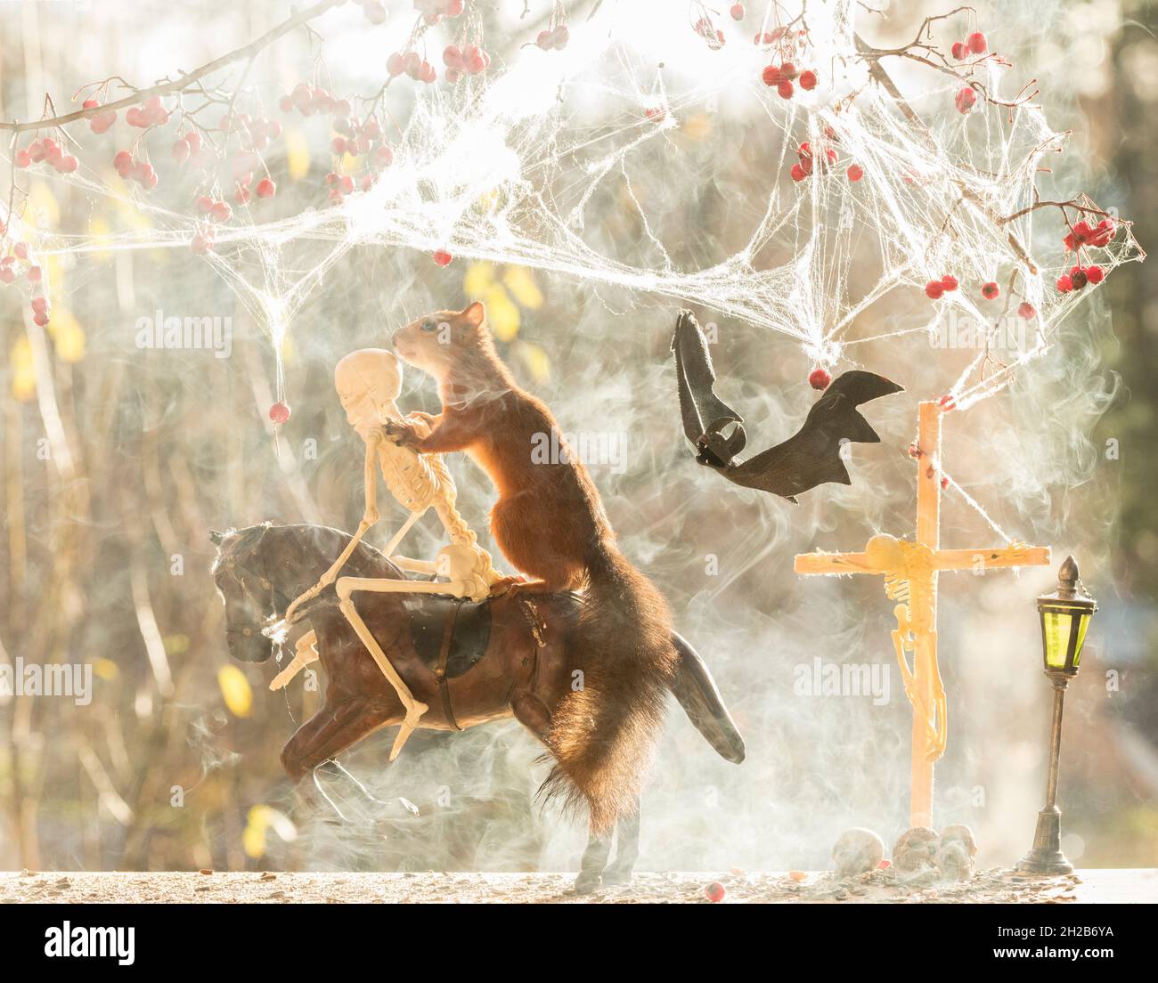 Red squirrel skeleton hi-res stock photography and images - Alamy