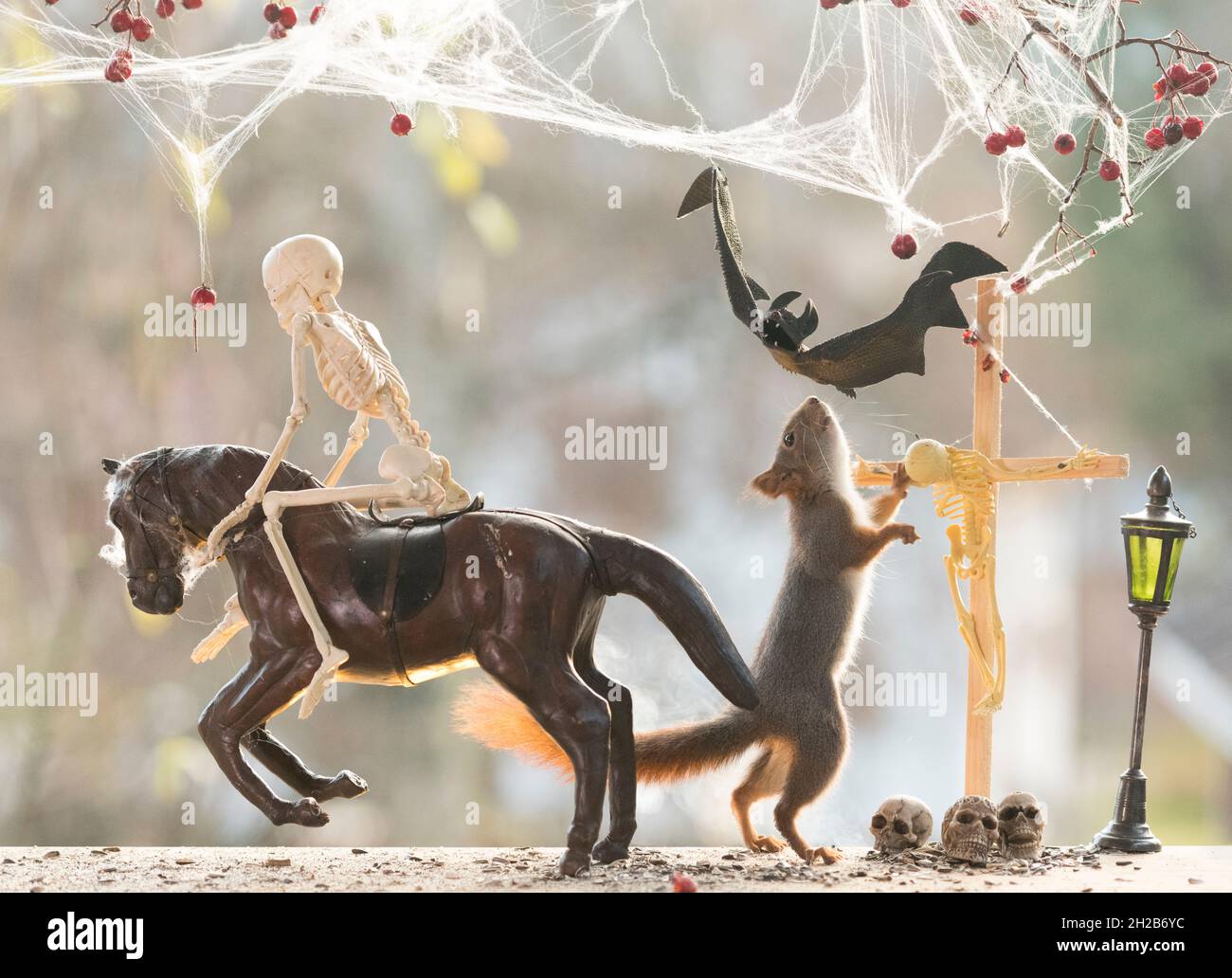 Red squirrel skeleton hi-res stock photography and images - Alamy