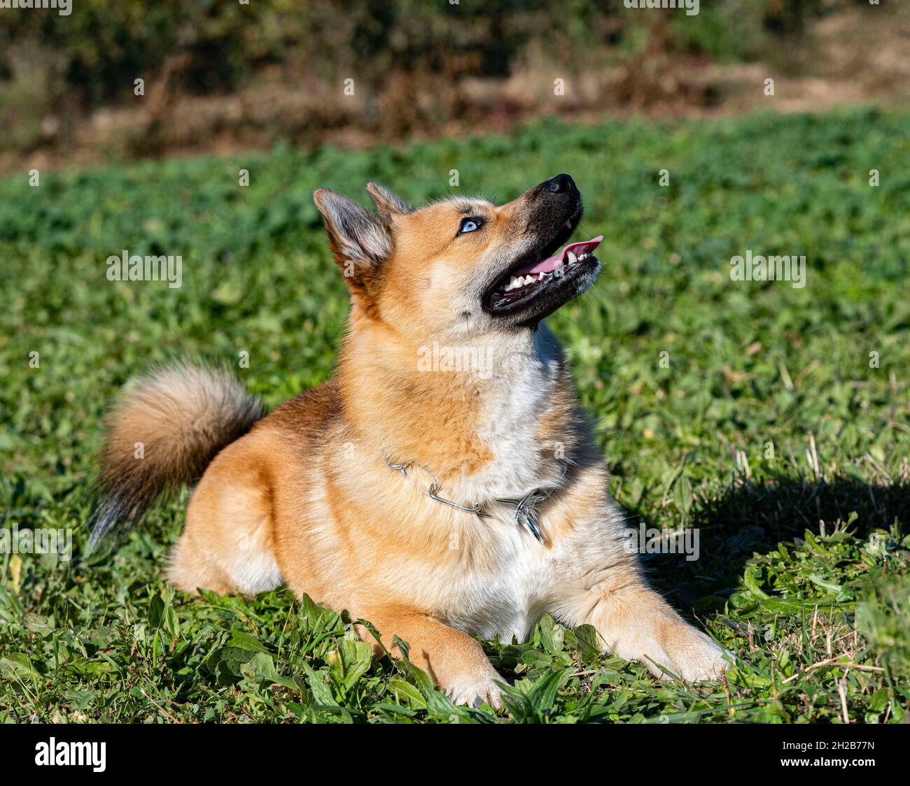 Pomsky dog hi-res stock photography and images - Alamy