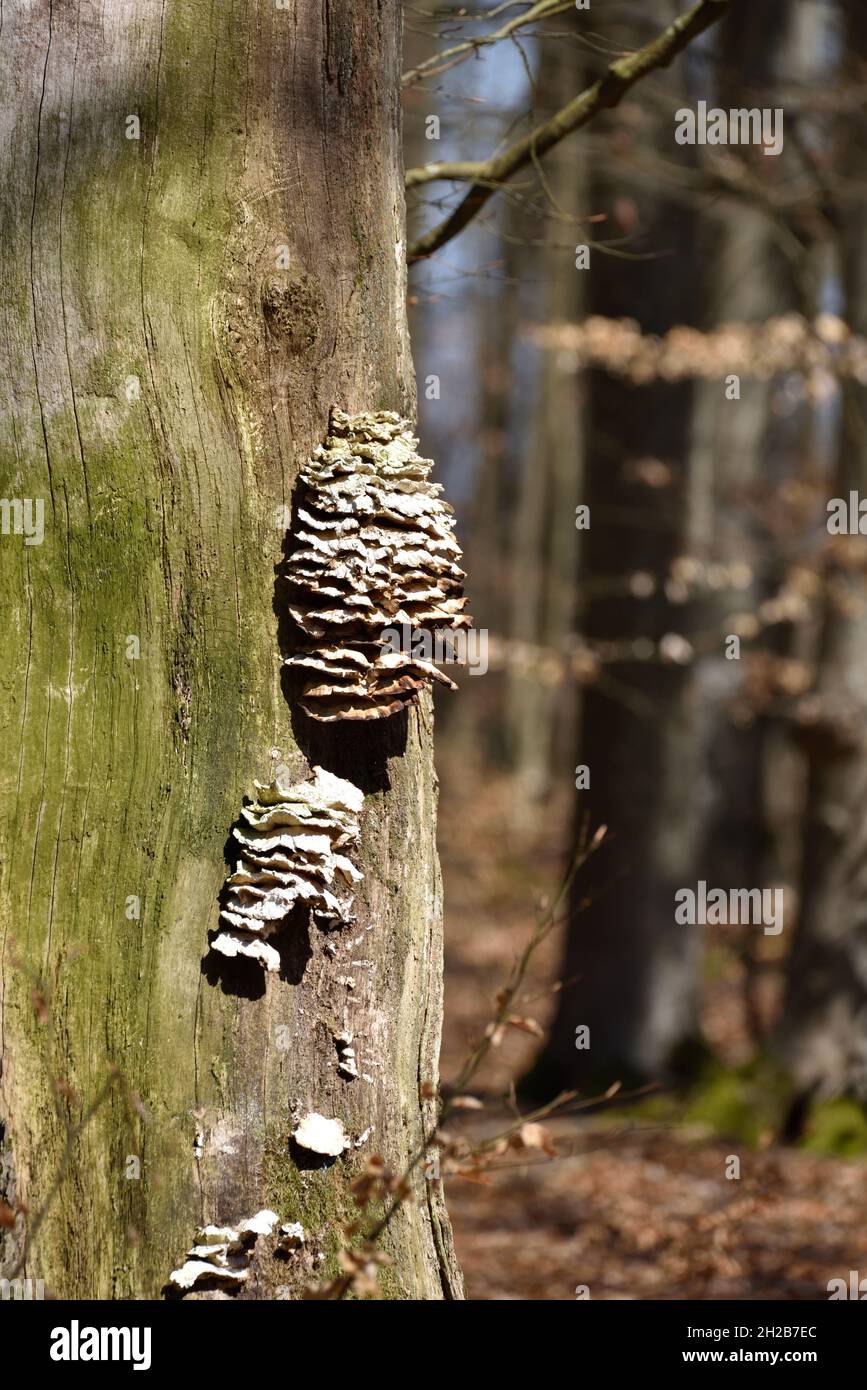 Polypore on the trunk of a dead old oak tree Stock Photo - Alamy