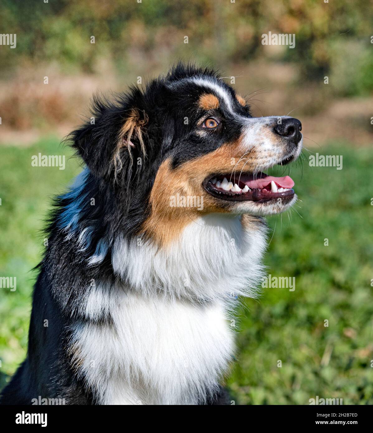 Young australian shepherd hi-res stock photography and images - Alamy