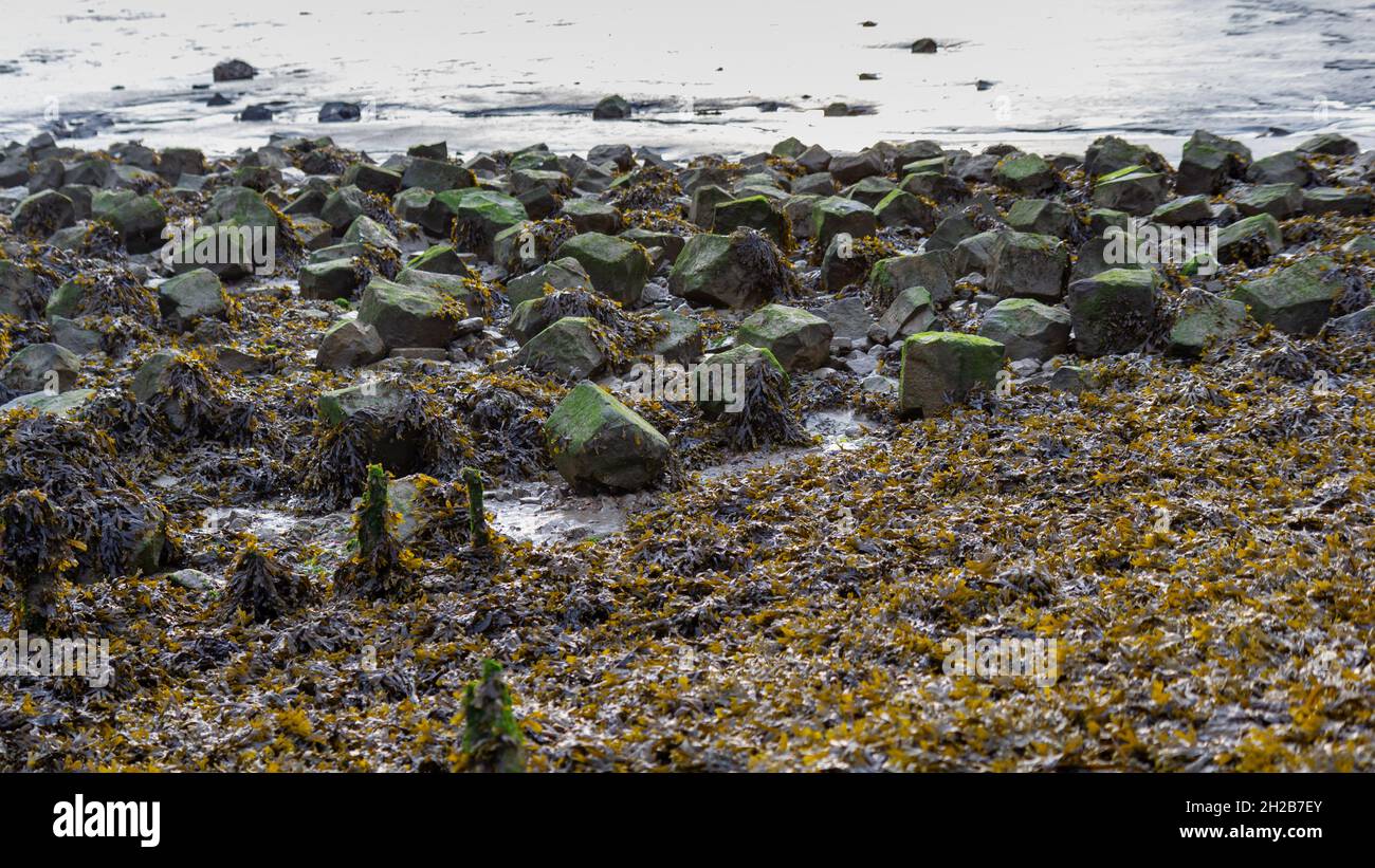 Stones stones moss plants hi-res stock photography and images - Alamy