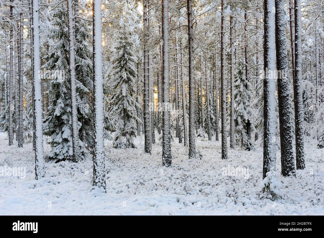 Sweden taiga forest hi-res stock photography and images - Alamy