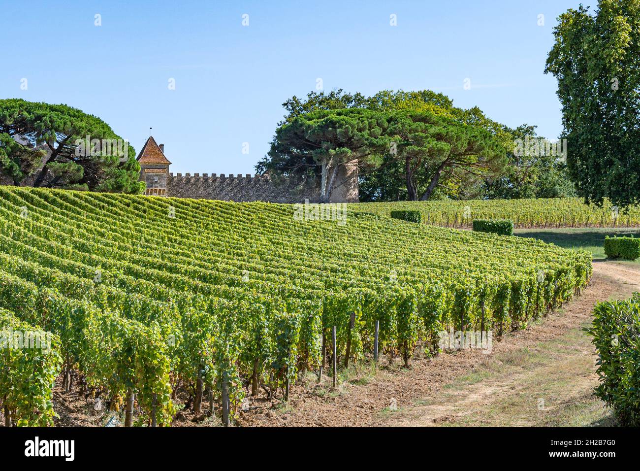 Semillon wine hi-res stock photography and images - Alamy