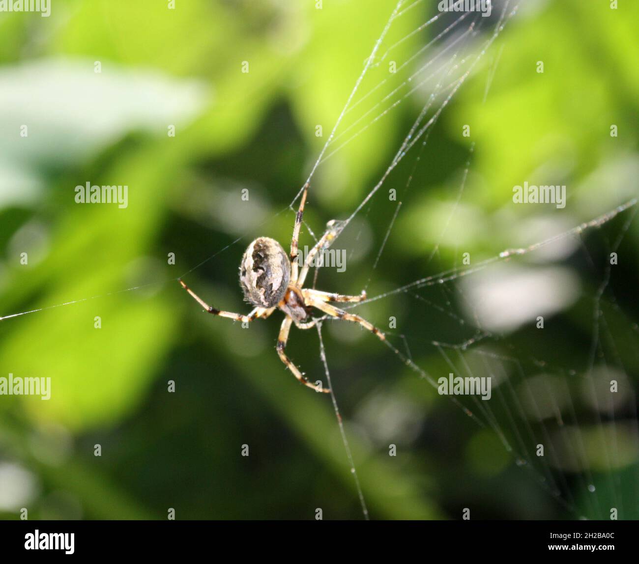 Missing sector orb web spider hi-res stock photography and images - Alamy