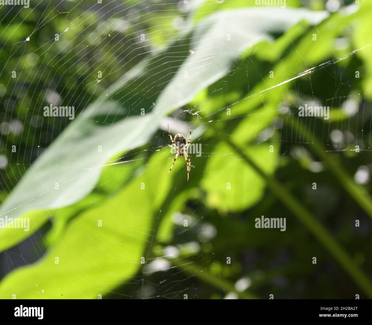 Missing sector orb weaver Spider (Zygiella x-notata) waiting for prey ...