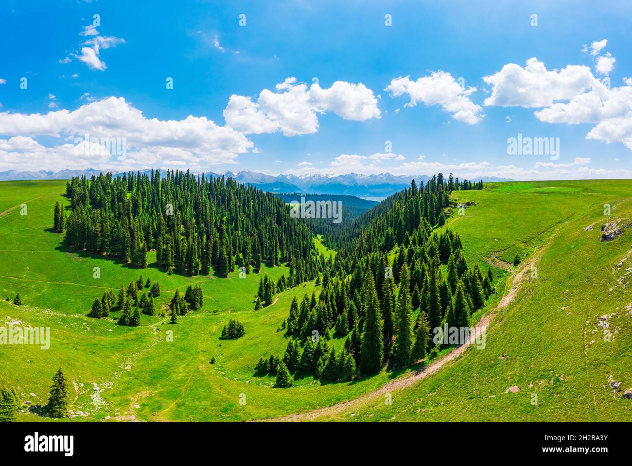 Aerial View of mountain and green forest with grass in Kalajun ...