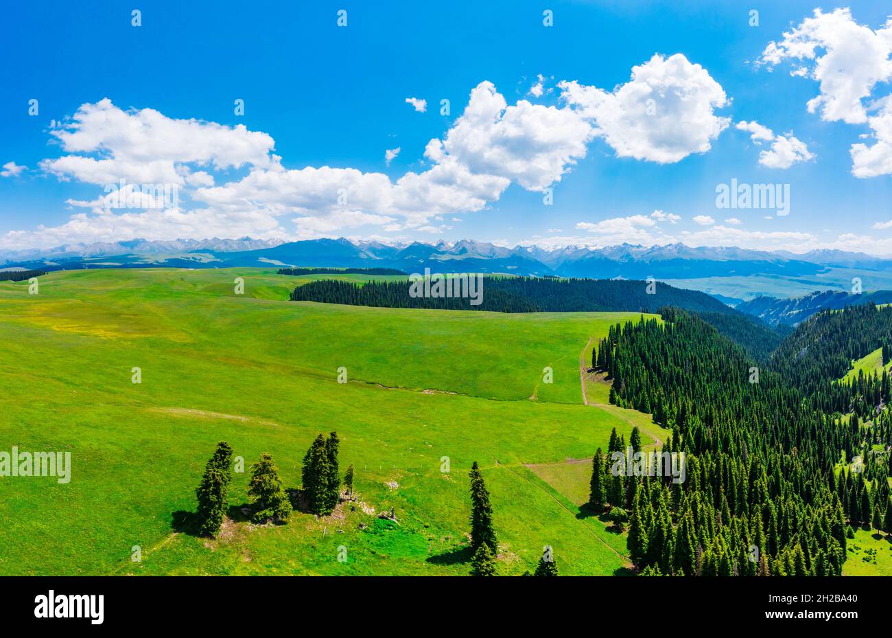 Aerial View of mountain and green forest with grass in Kalajun ...