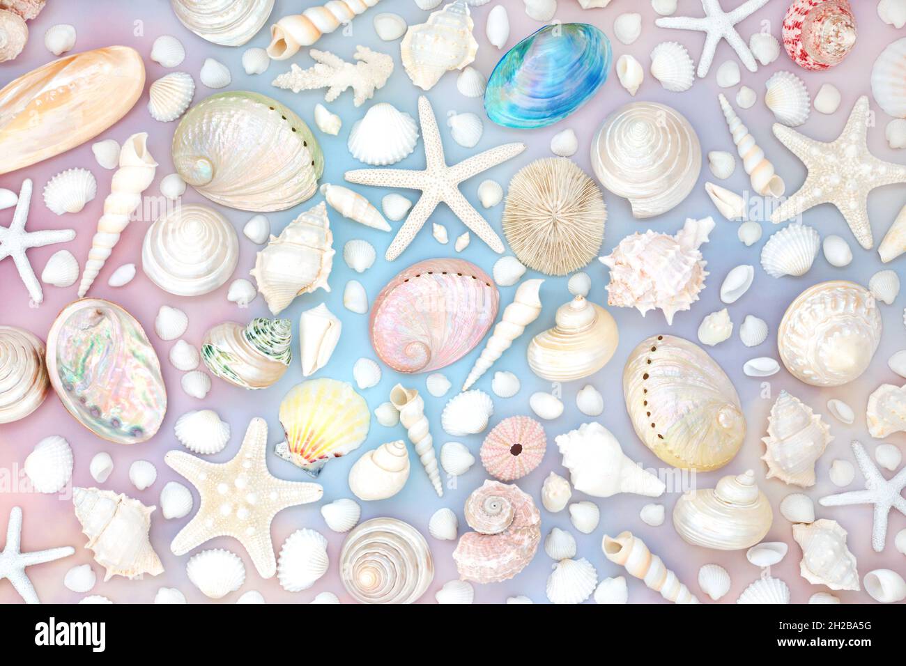 Seashells on rainbow sky cloud background. Large collection of shells ...