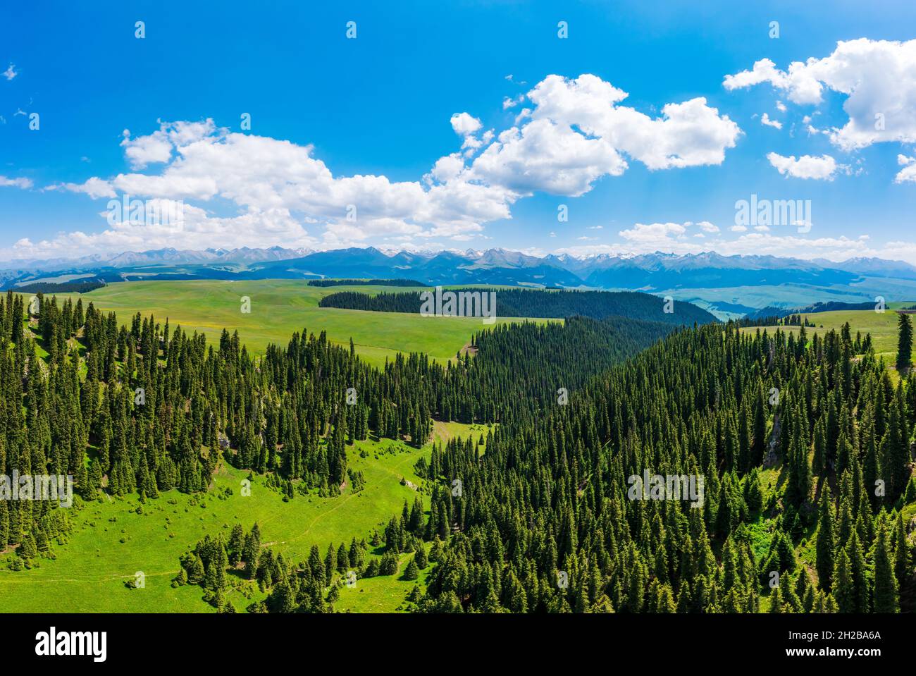 Aerial View of mountain and green forest with grass in Kalajun ...